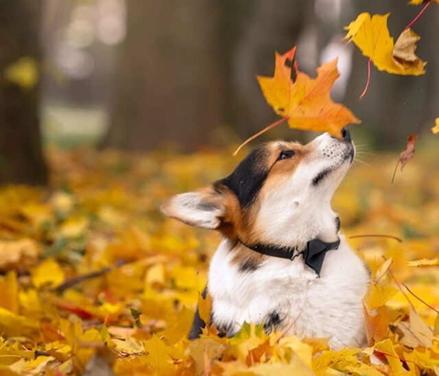 5 Tips to Help Prepare Your Dog for Autumn | BreezeGuard