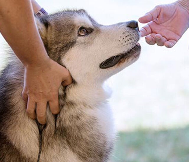 How to Build Your Dog’s Social Skills | BreezeGuard