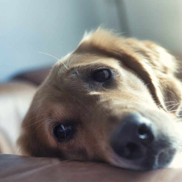 Still Reeling From Daylight Savings Time? Your Dog Might Be Too ...