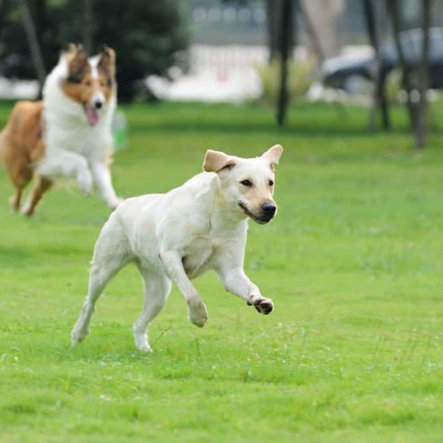 Are Dog Parks Safe For Dogs BreezeGuard