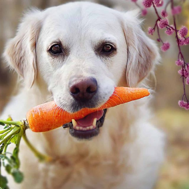 6 Spring Veggies and Fruits Your Dog Can Eat | BreezeGuard