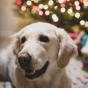 How to Dog-Proof Your Christmas Decor | BreezeGuard