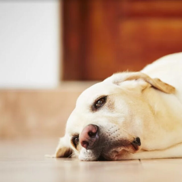 Why Teaching Your Dog to Be Bored Could Be a Good Thing! | BreezeGuard